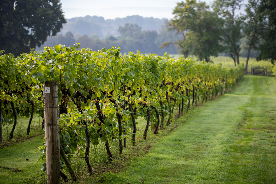 The Vineyard – Nutbourne Vineyards