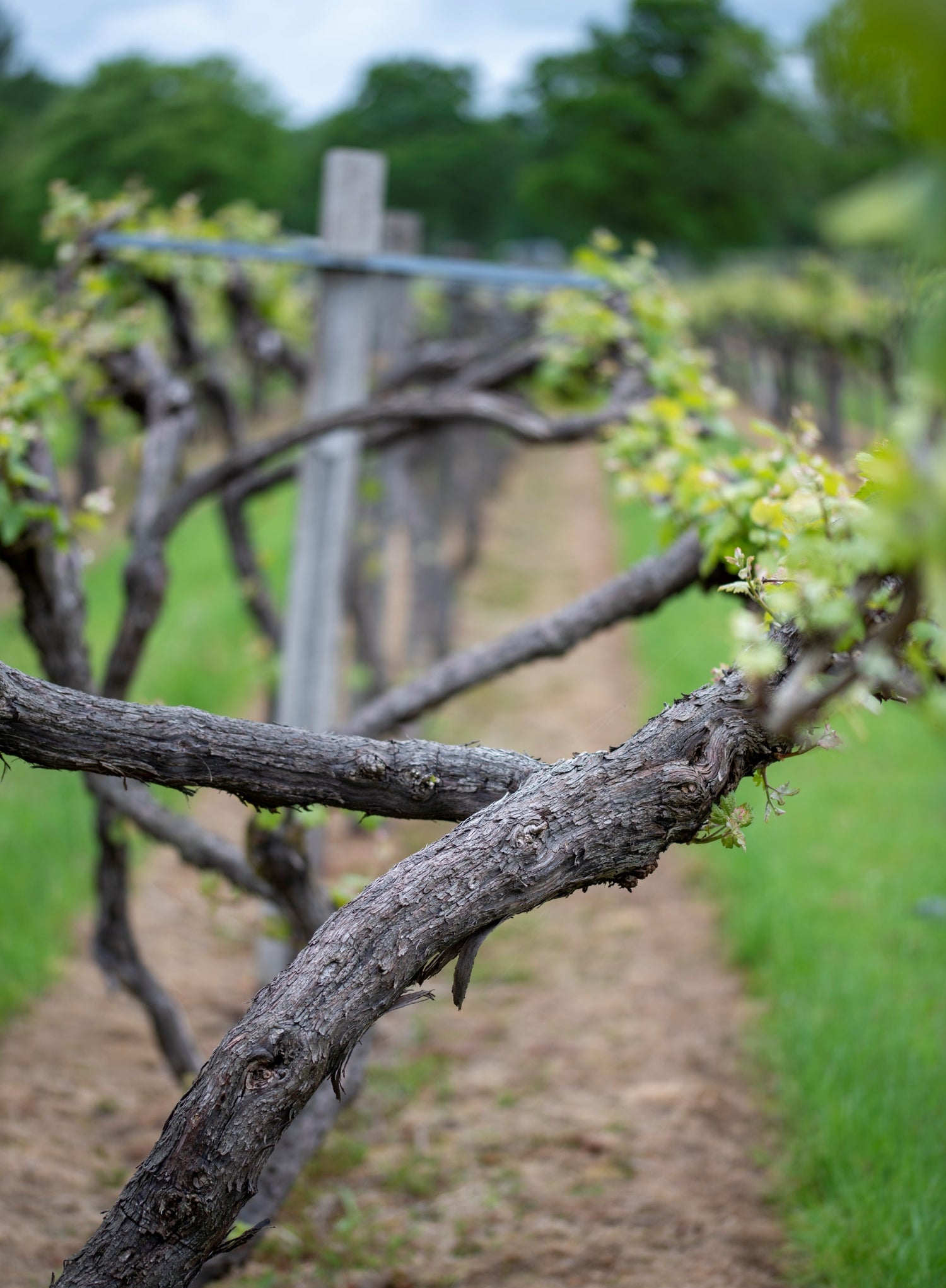 The Vineyard – Nutbourne Vineyards