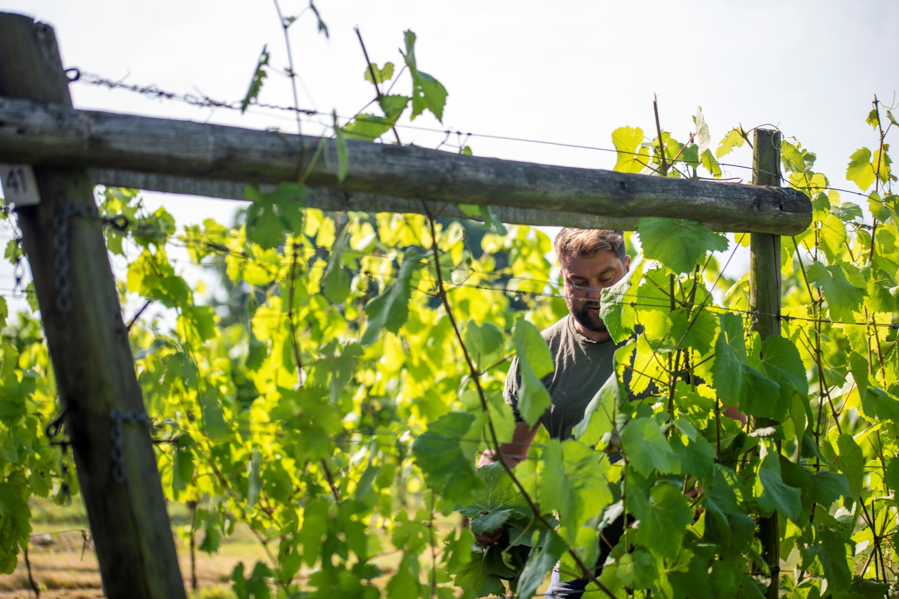 The Vineyard – Nutbourne Vineyards