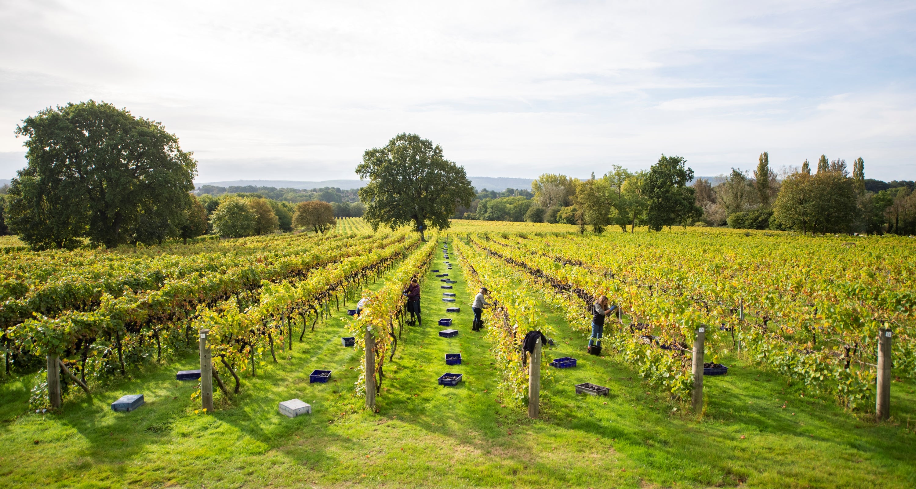 The Vineyard – Nutbourne Vineyards