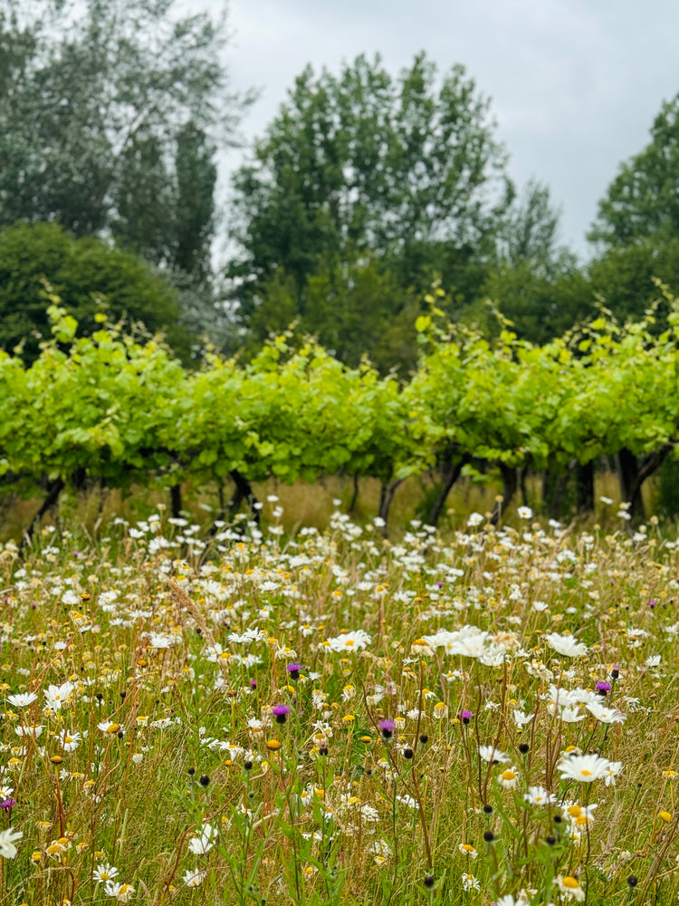 Vineyard & Winery Tours with Tastings – Nutbourne Vineyards