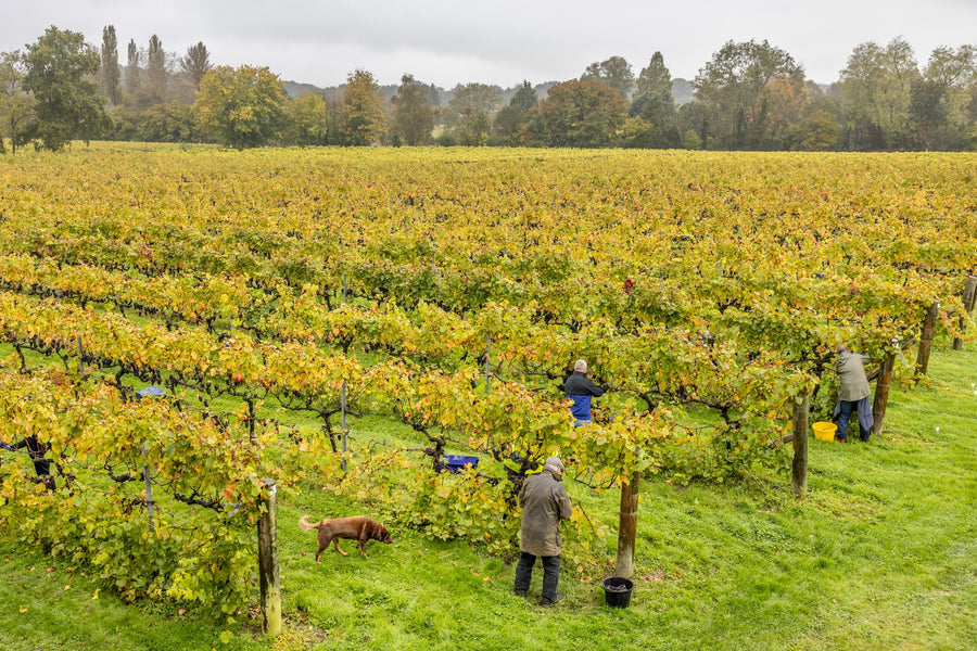 Nutbourne Vineyards
