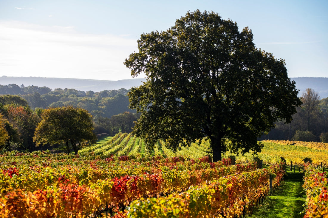 Nutbourne Vineyards