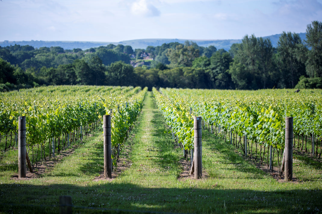 The Vineyard – Nutbourne Vineyards